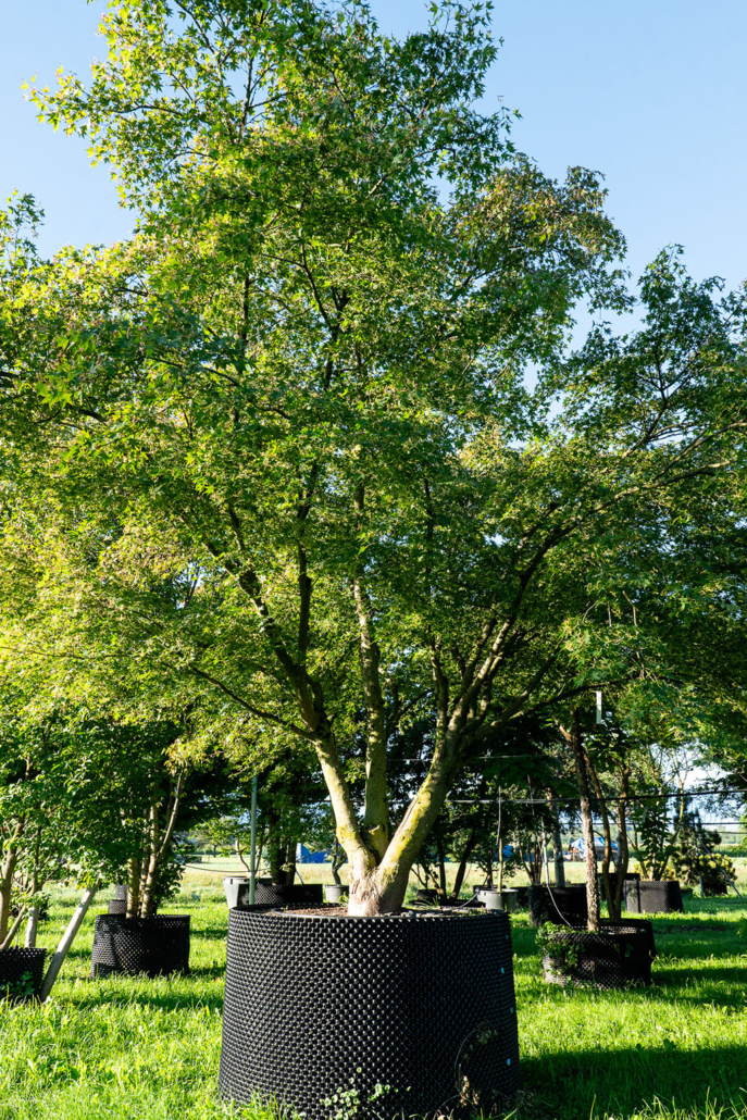 Japanische Ahorne – alex gartenbau